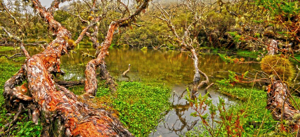 Polylepis Lodge Resort Boutique Hotel in Quito, Ecuador.