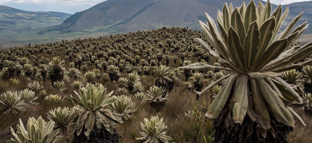 Polylepis Lodge Resort Boutique Hotel in Quito, Ecuador.